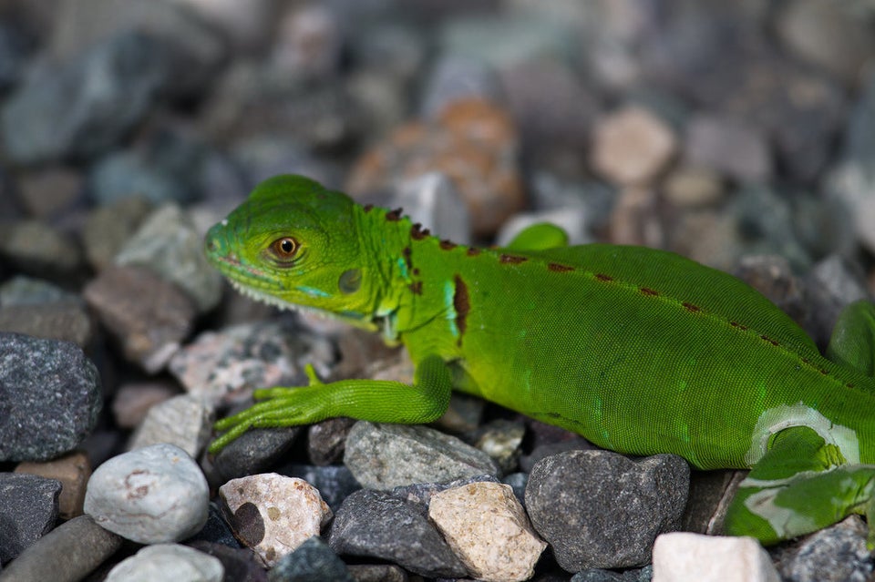 The Magic Of The Cayman Islands (PHOTOS, VIDEO) | HuffPost Life