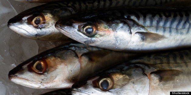 Updated Mercury In Fish Advice Stalled In Health Department ...