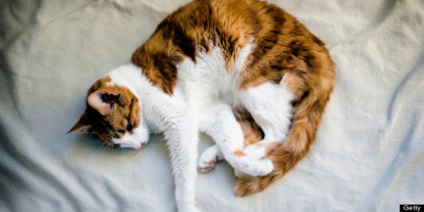 Toxoplasma Gondii: Cat Poop Is Home To Life-Threatening Parasites ...