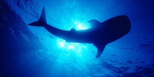 German tourist shark attack maui | Insiderpuj.com