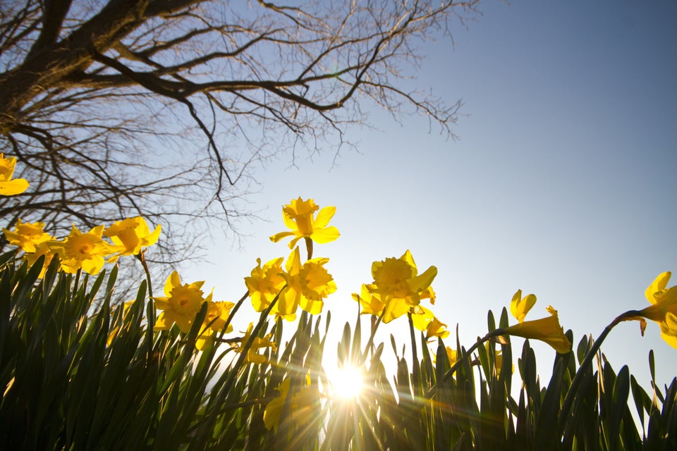 These Beautiful March Blooms Will Help You Capture The Spring Spirit ...