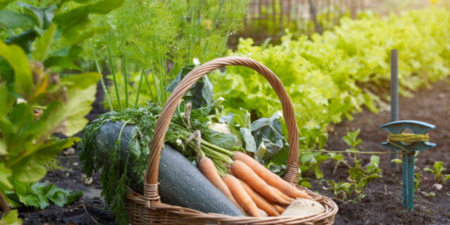 This Genius Cheat Sheet For Gardeners Tells Where And When To Plant ...