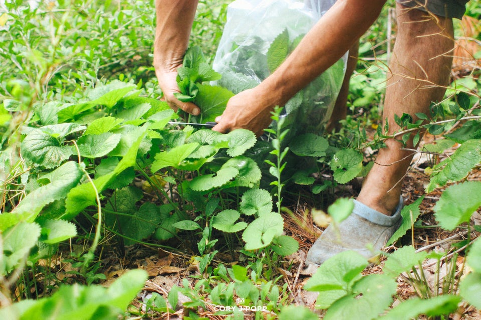 Professional Foragers Live The Most Beautiful Lives | HuffPost Life