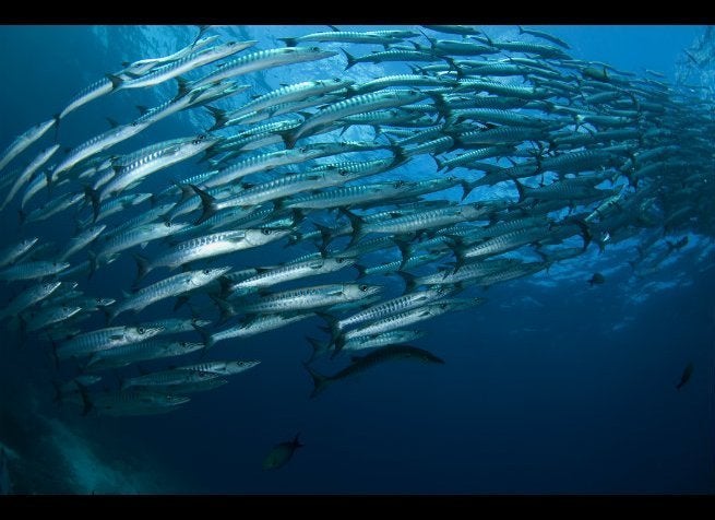 10 Best Underwater Adventures In The World Huffpost Life