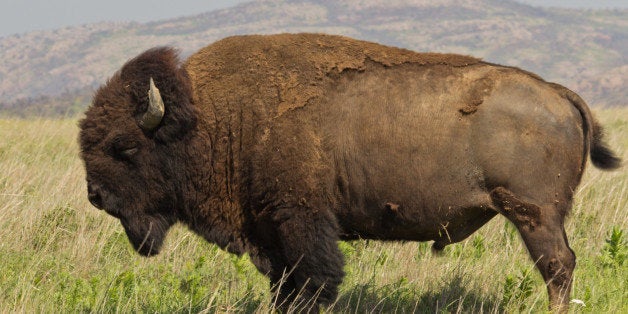 I Cooked Bison On The (Stove) Range And It Was Easier Than I Thought ...