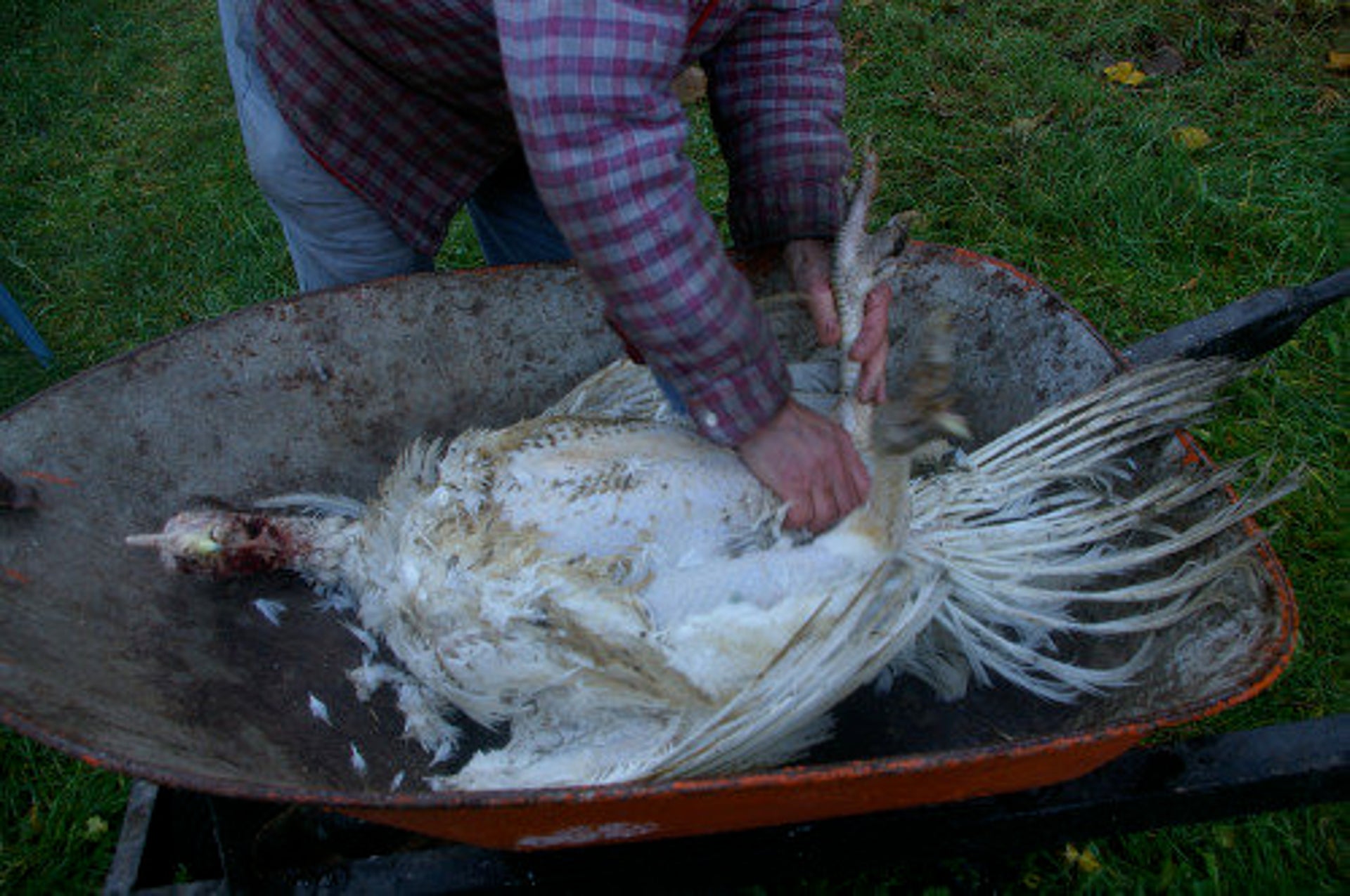 This Is How You Slaughter A Turkey For Thanksgiving | HuffPost Life