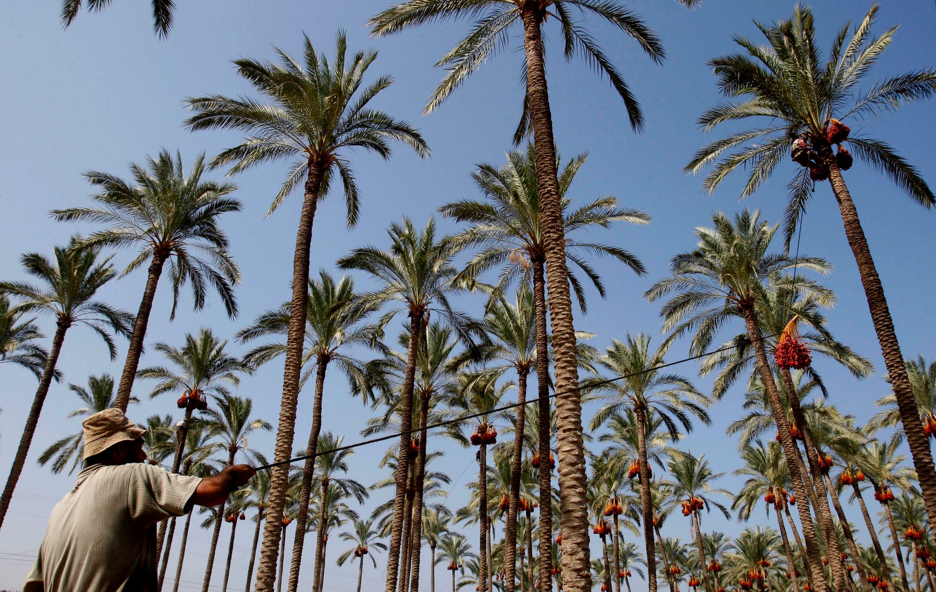 So How Exactly Do Dates Grow, Anyway? | HuffPost Life