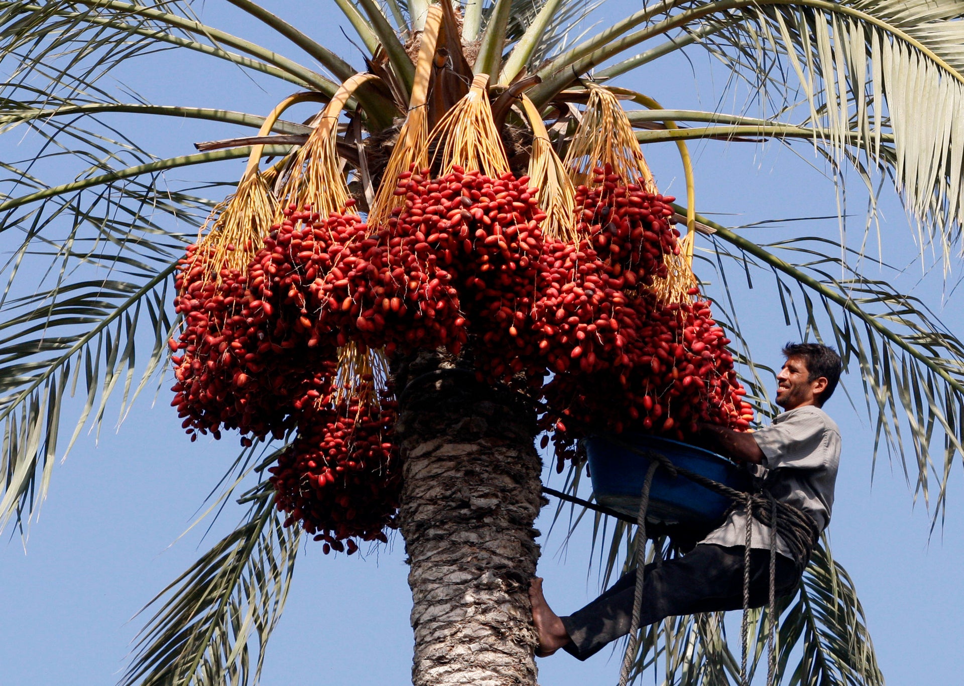 So How Exactly Do Dates Grow, Anyway? | HuffPost Life