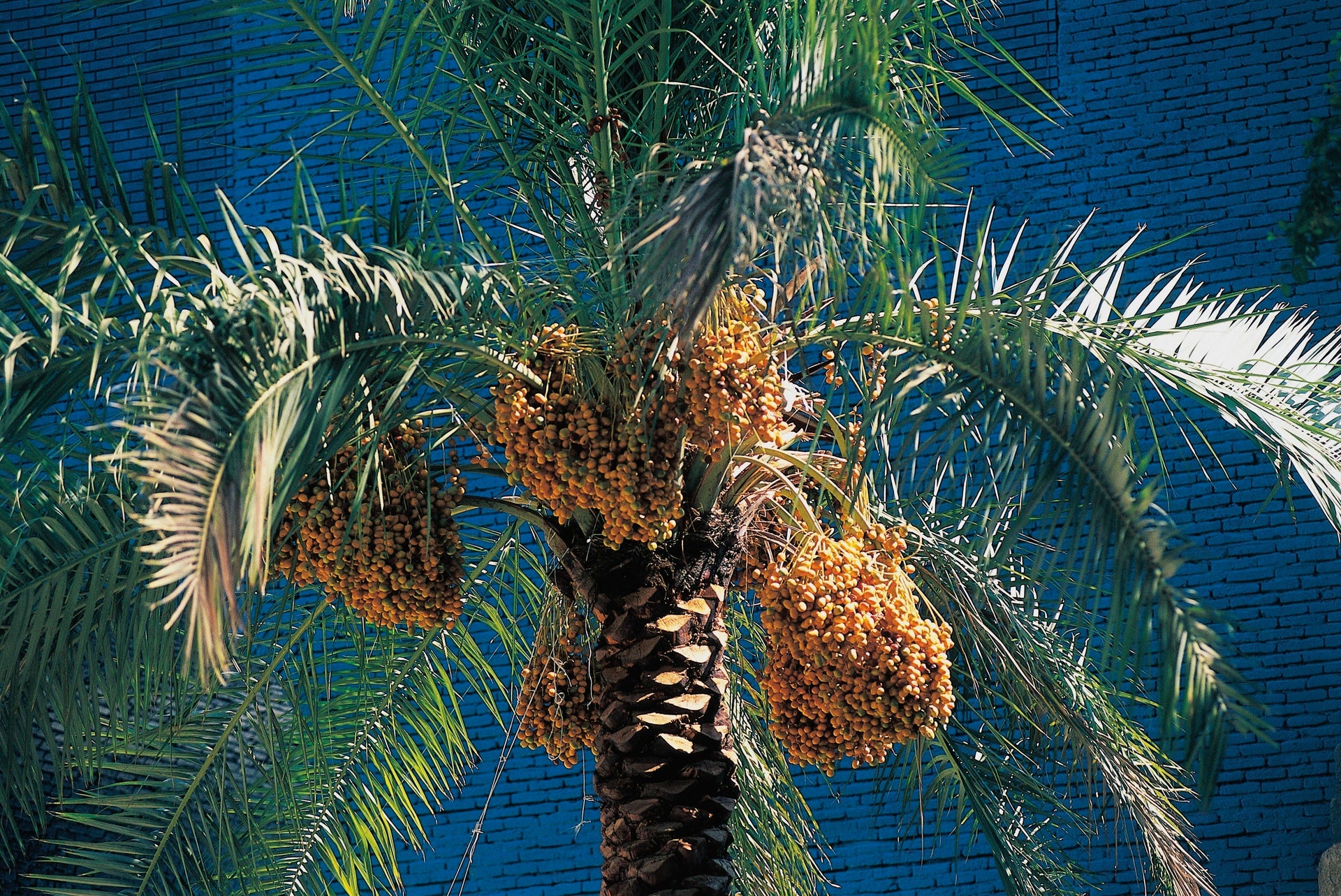 So How Exactly Do Dates Grow, Anyway? | HuffPost Life