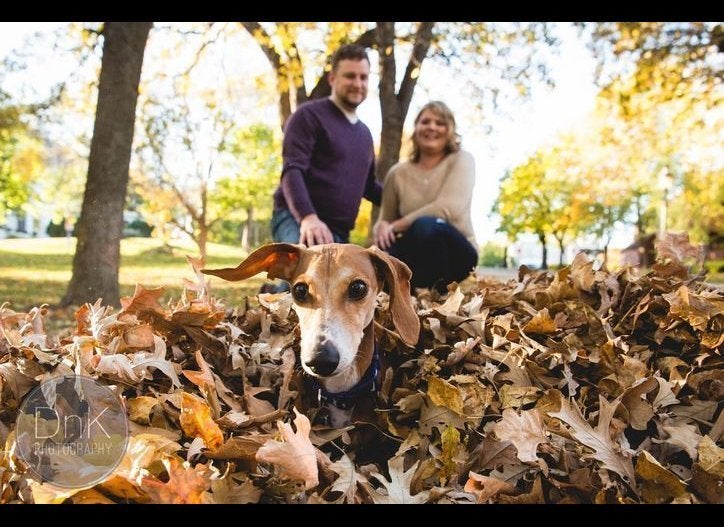 Dogs Photobombing Owners' Engagement Photos Is the Best Thing You'll ...