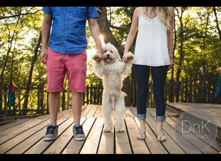 Dogs Photobombing Owners' Engagement Photos Is the Best Thing You'll ...