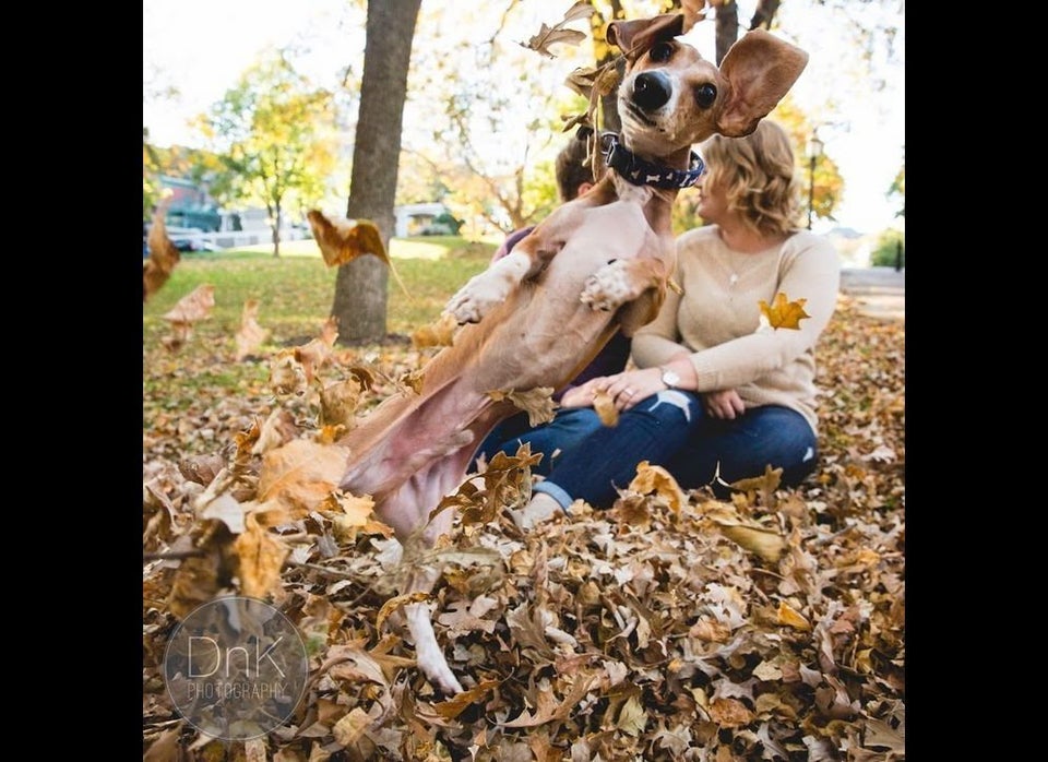 Dogs Photobombing Owners' Engagement Photos Is the Best Thing You'll ...