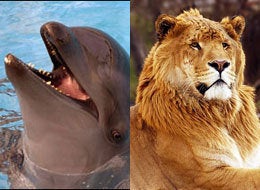 The Wolphin: Half Whale, Half Dolphin, All Awesome | HuffPost Life