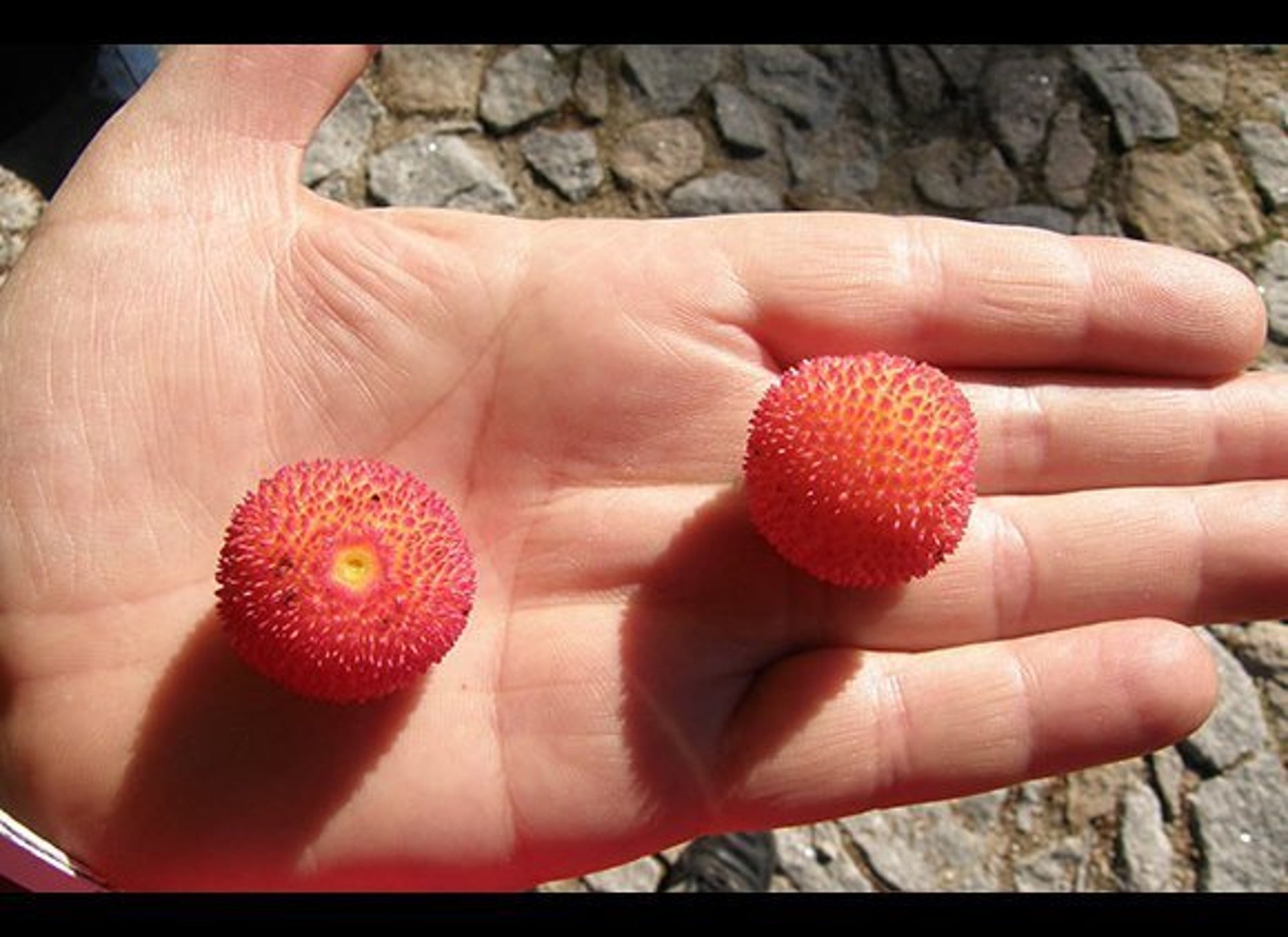 14 Bizarre Fruits from Around the World | HuffPost Life
