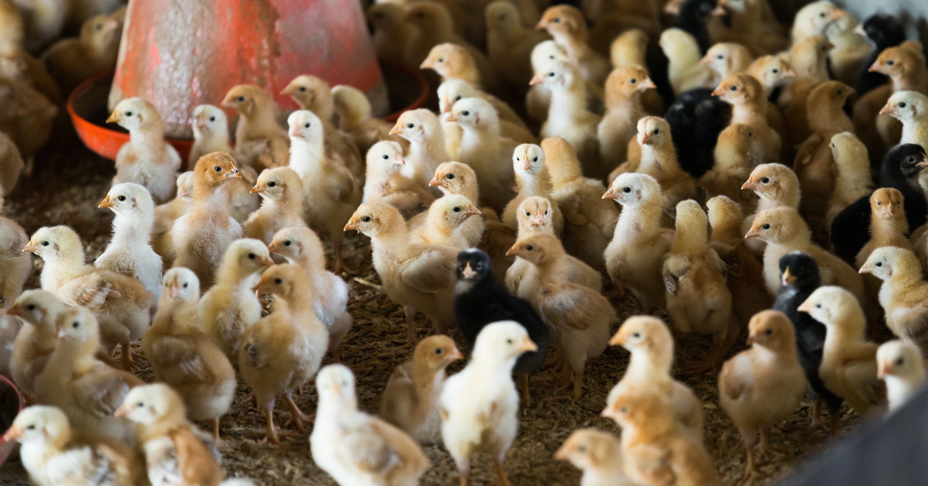 Hurricane Florence Has Killed Millions Of Chickens In North Carolina ...