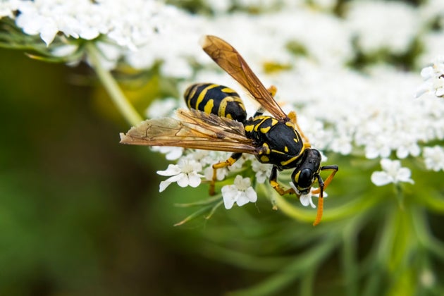 Scientists Say We Need To Protect Wasps As Much As We Do Bees | HuffPost UK