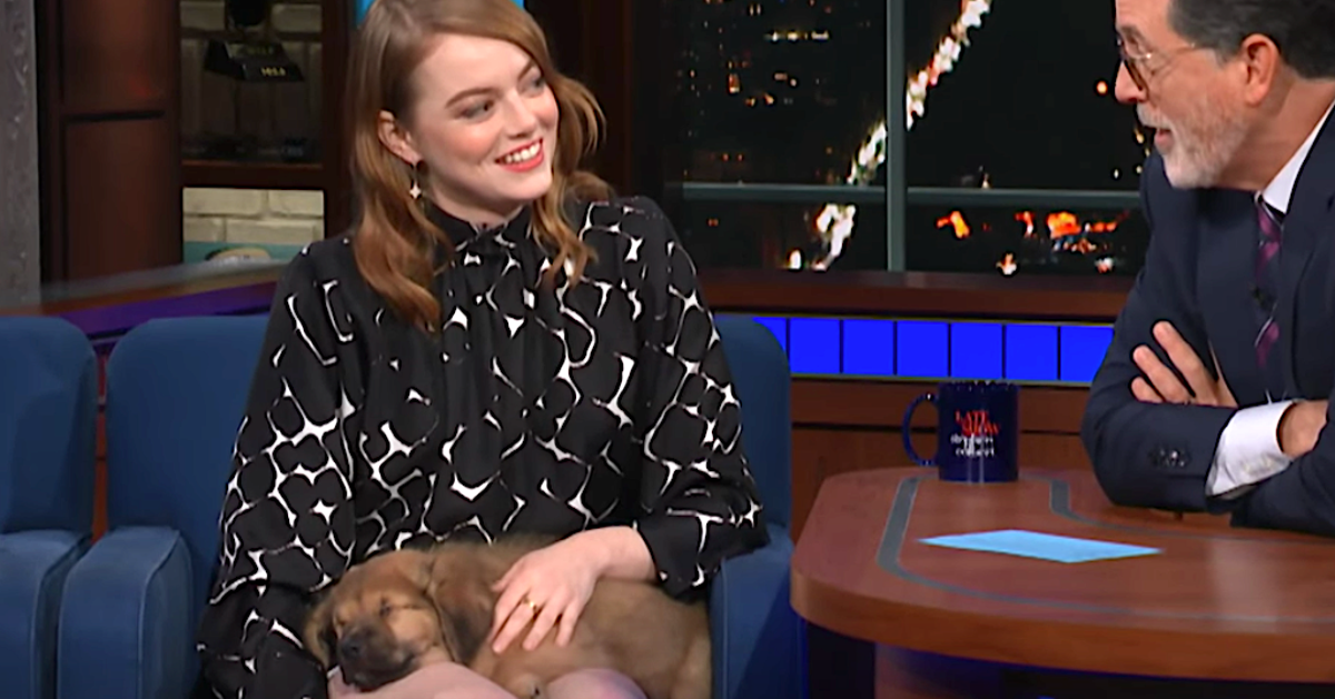 Emma Stone Falls Hard For Shelter Puppy After Saying She Can't Adopt It ...