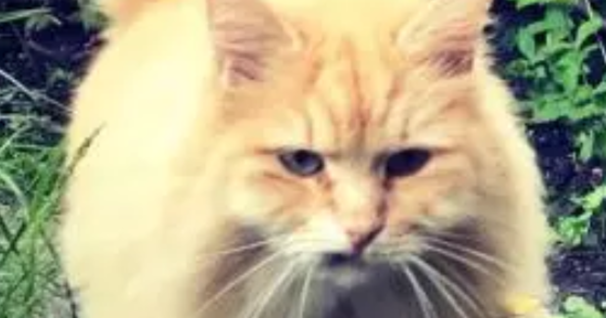 Stolen Norwegian Forest Cat Mr Muk Reunited With Owner Two Months Later ...