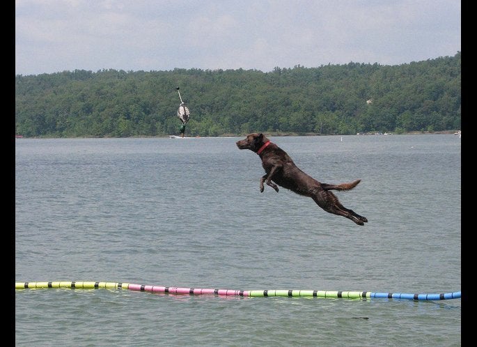 13 Flying Dogs (PHOTOS) | HuffPost Entertainment