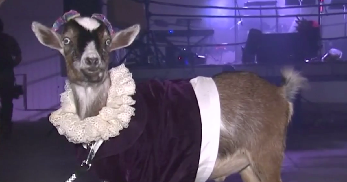 5 Cute Animal Pictures Of The Week: Party Goats And Very Naughty Dogs ...