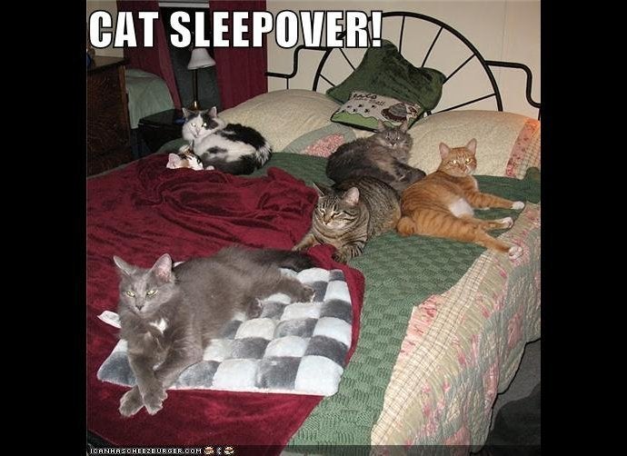 19 Cat Slumber Parties (PHOTOS) | HuffPost Entertainment