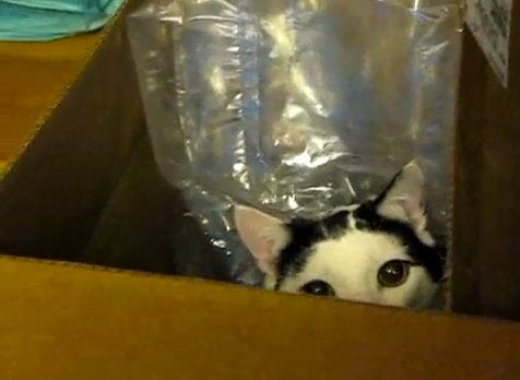 9 Adorable Cat Sneak Attacks (VIDEO) | HuffPost Entertainment