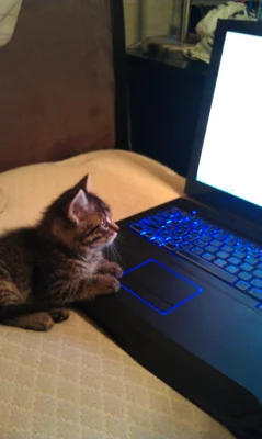 Oh Really Cat Big Bang Theory