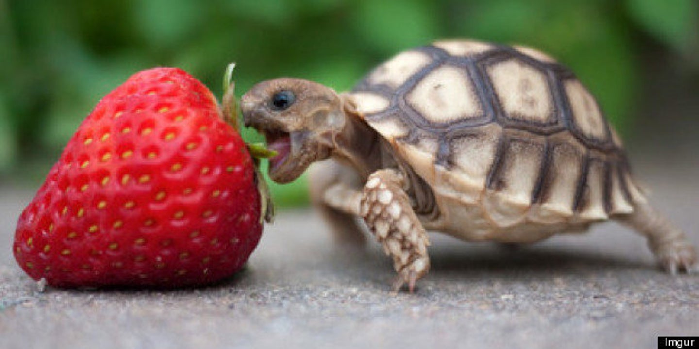 24 Tiny Turtles Who Need A Reality Check (PHOTOS) | HuffPost Entertainment