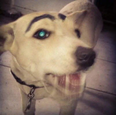 Eyebrows Drawn On Dogs