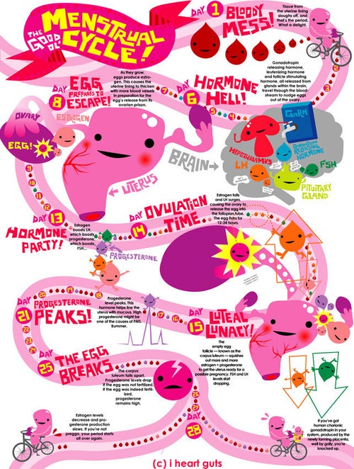 Menstrual Cycle Cartoon