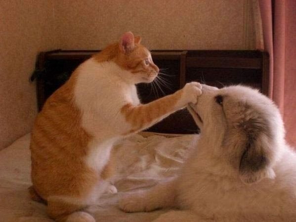 17 Cats Who Love Shushing People (And A Couple Of Dogs) | HuffPost
