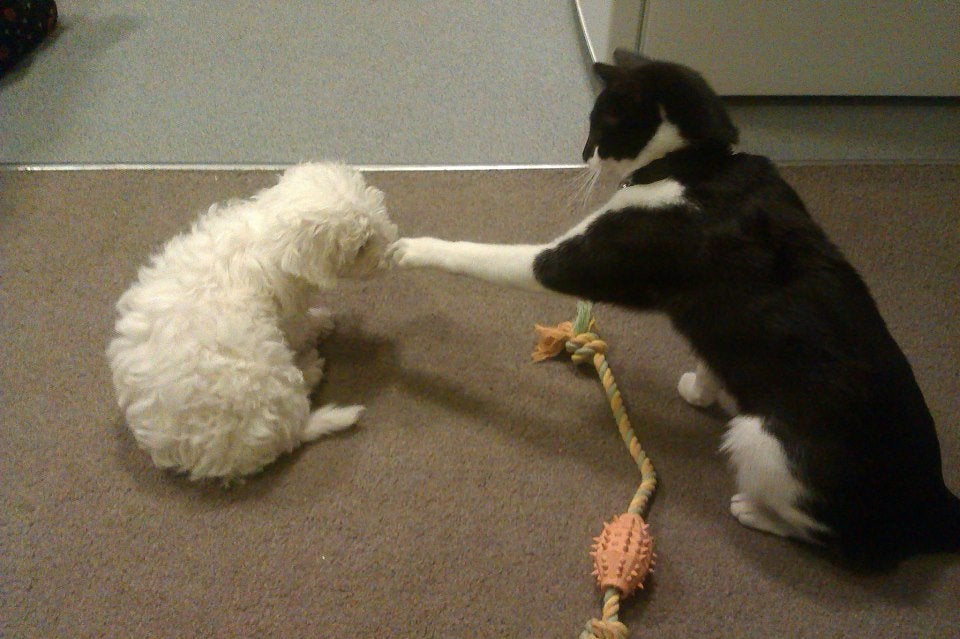 17 Cats Who Love Shushing People (And A Couple Of Dogs) | HuffPost ...