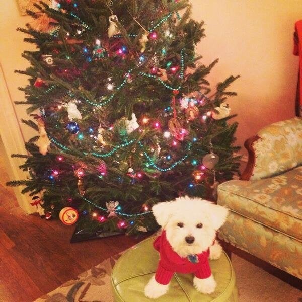 50 Pets In Christmas Costumes That Will Get You In The Holiday Spirit ...