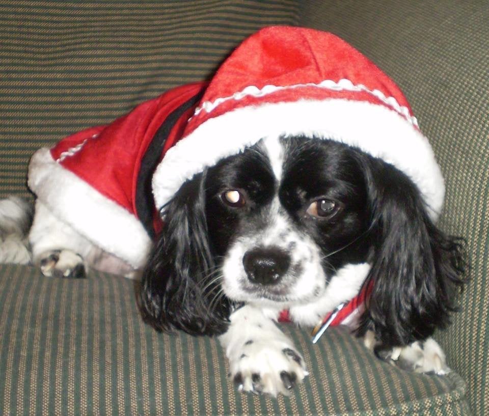 50 Pets In Christmas Costumes That Will Get You In The Holiday Spirit ...