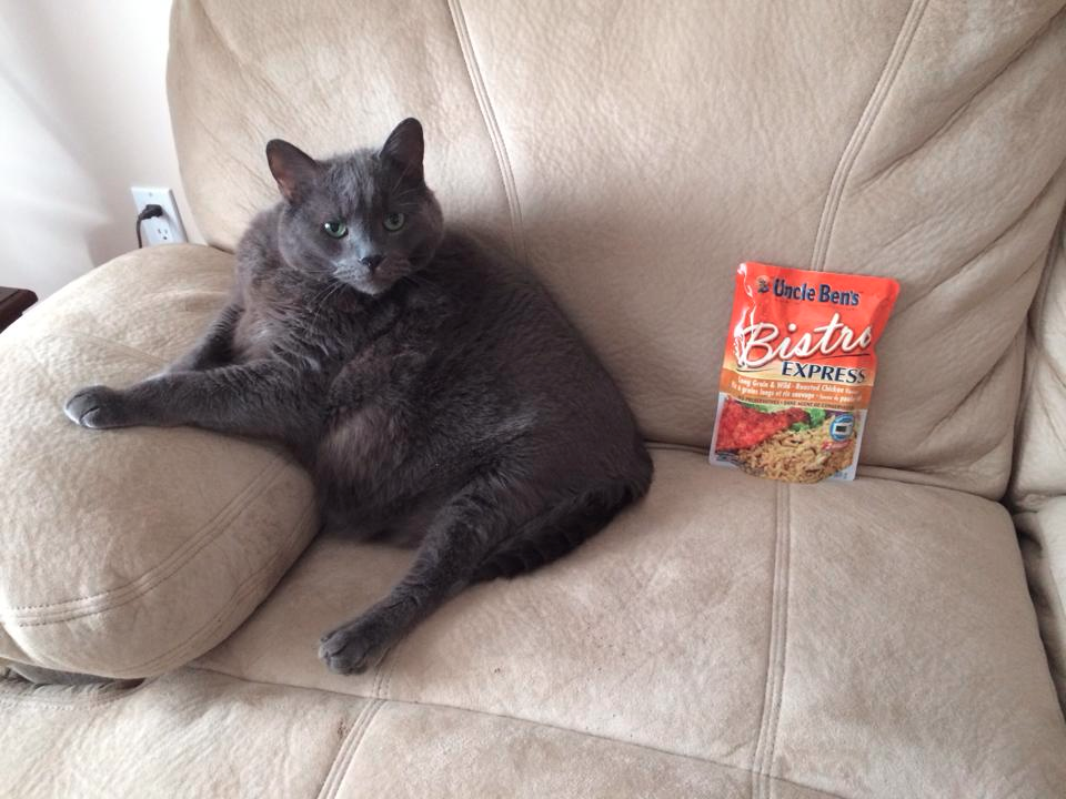 17 Cats Who Are All Like, 'Can I Help You?' | HuffPost Entertainment