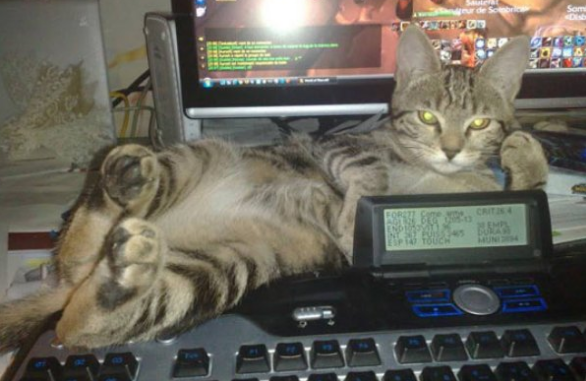 17 Cats Who Are All Like, 'Can I Help You?' | HuffPost Entertainment