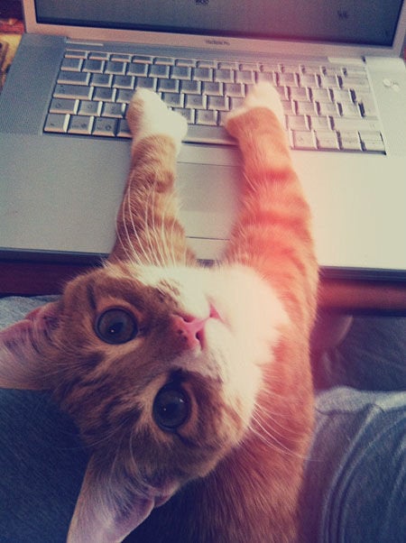 17 Cats Who Are All Like, 'Can I Help You?' | HuffPost Entertainment