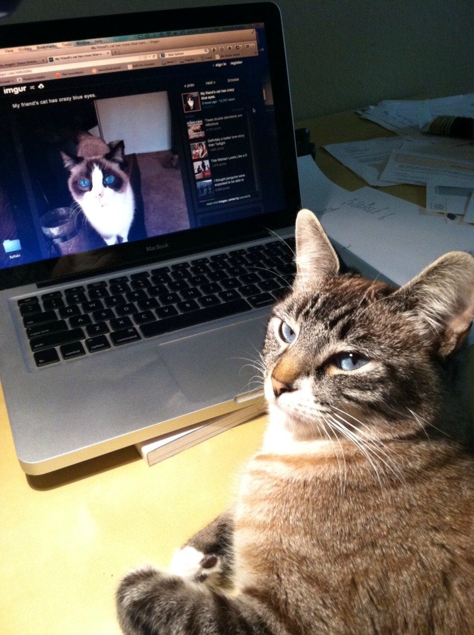 17 Cats Who Are All Like, 'Can I Help You?' | HuffPost Entertainment