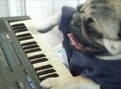 The 12 Cutest Keyboard Dogs Ever (VIDEO) | HuffPost Entertainment
