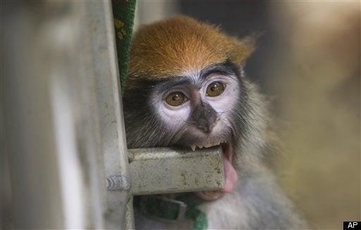 Monkey Business! On the Lam! | HuffPost Entertainment