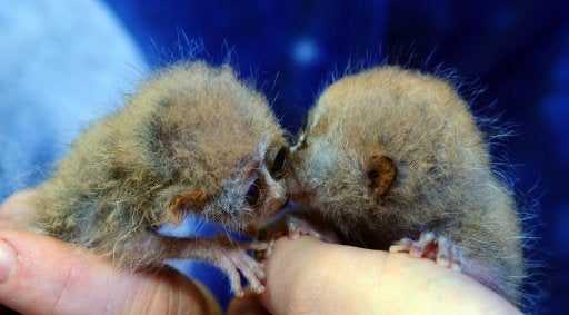 'Tiny Birthday For A Tiny Hedgehog' Is The Most Adorable Party Ever ...