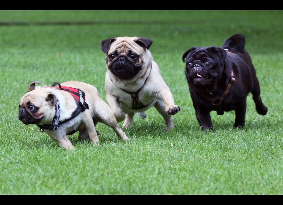German Pug Races, International Meetups, Are The Best Thing Ever ...