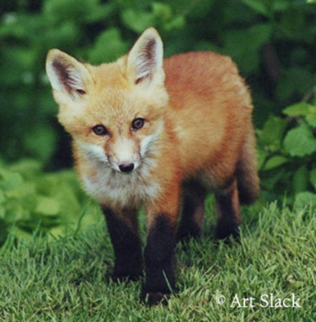 5 Lovable Animals You Didn't Know Are Secretly Terrifying | HuffPost ...