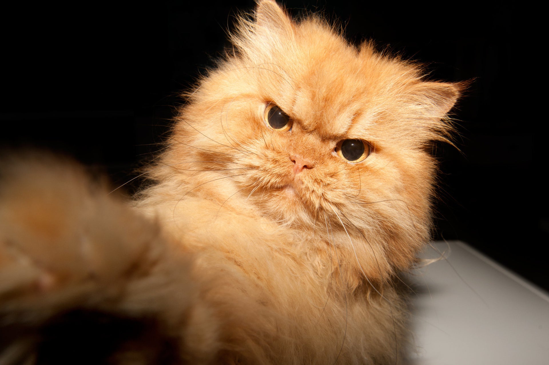 Meet Garfi, The Angriest Cat On The Internet | HuffPost Entertainment