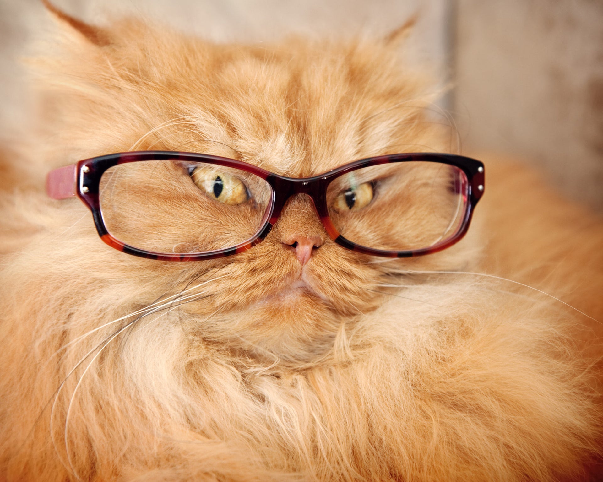 Meet Garfi, The Angriest Cat On The Internet | HuffPost Entertainment