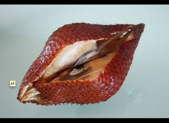 Fruits That Resemble Body Parts