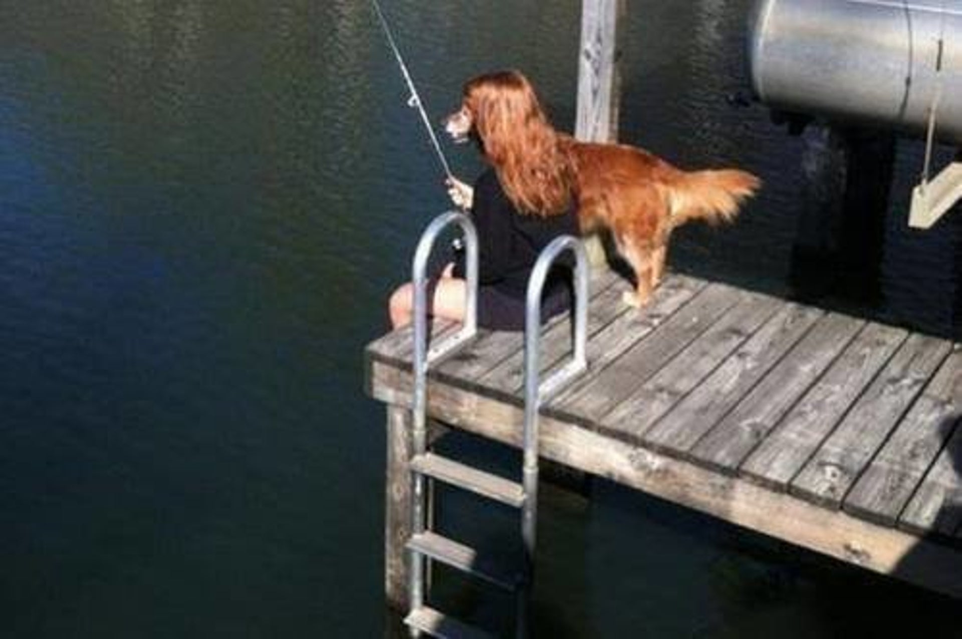 17 Animal Photos That Will Make You Do A Double Take | HuffPost ...
