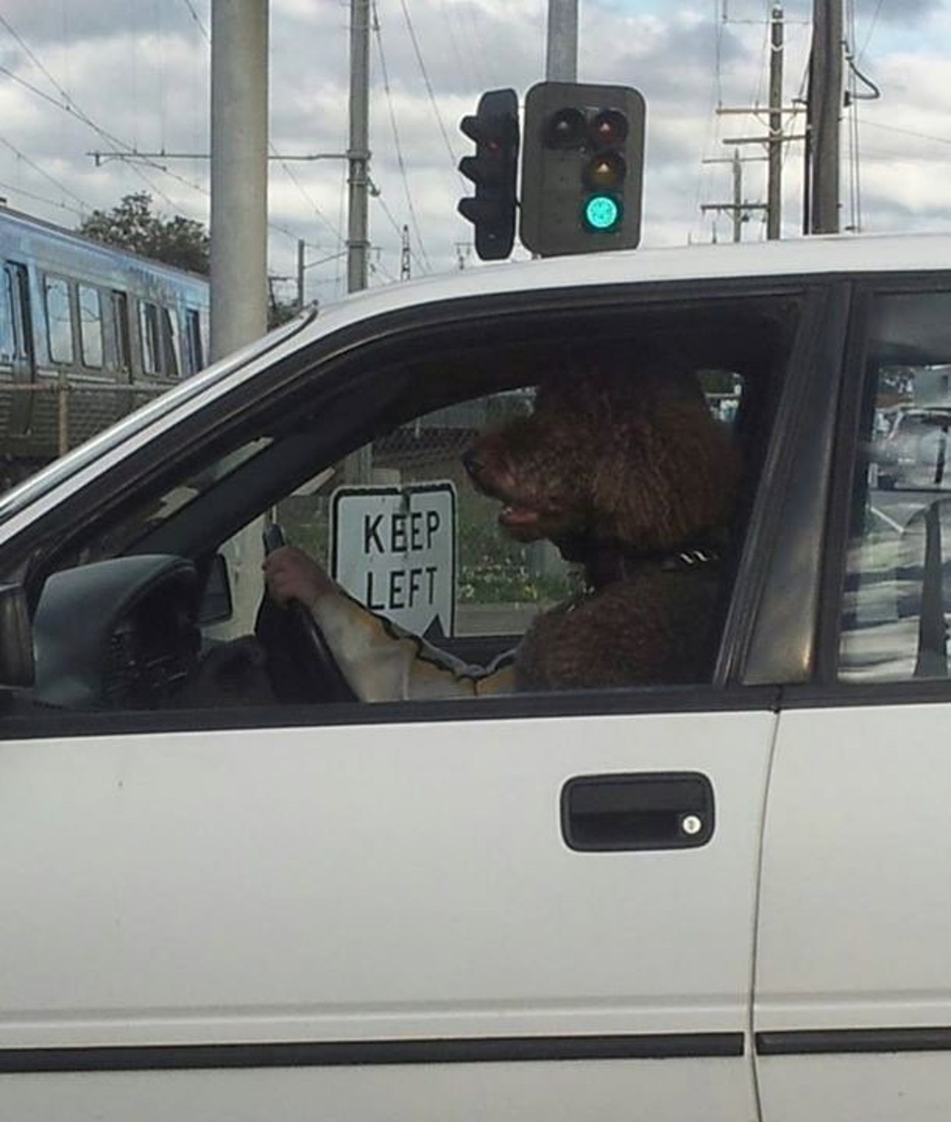 17 Animal Photos That Will Make You Do A Double Take | HuffPost ...