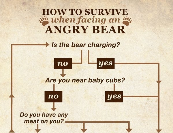 The 'How To Survive A Bear Attack' Flowchart | HuffPost Entertainment