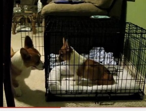 Corgi Jail Break Will Steal Your Heart (VIDEO | HuffPost Entertainment